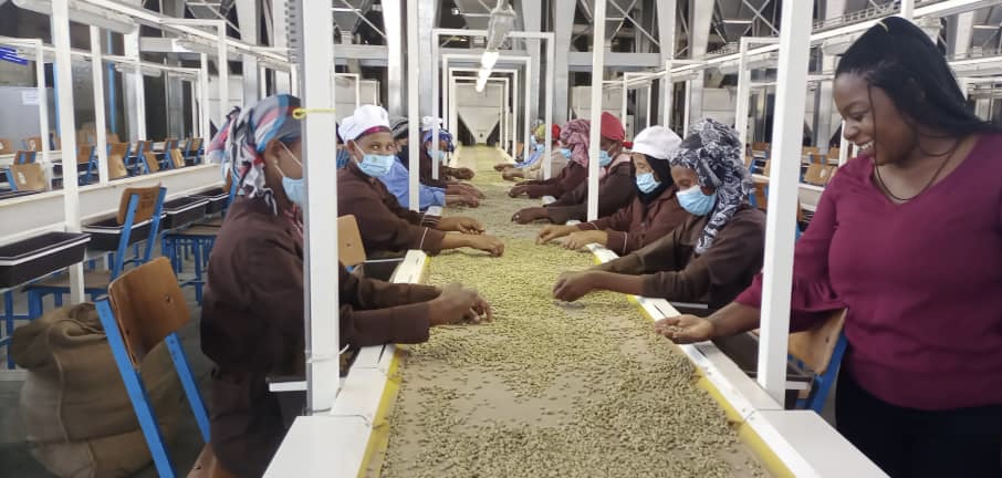 AgUnity Partners with Oromia Coffee Farmers Cooperative Union (OCFCU) to Support Digital ...